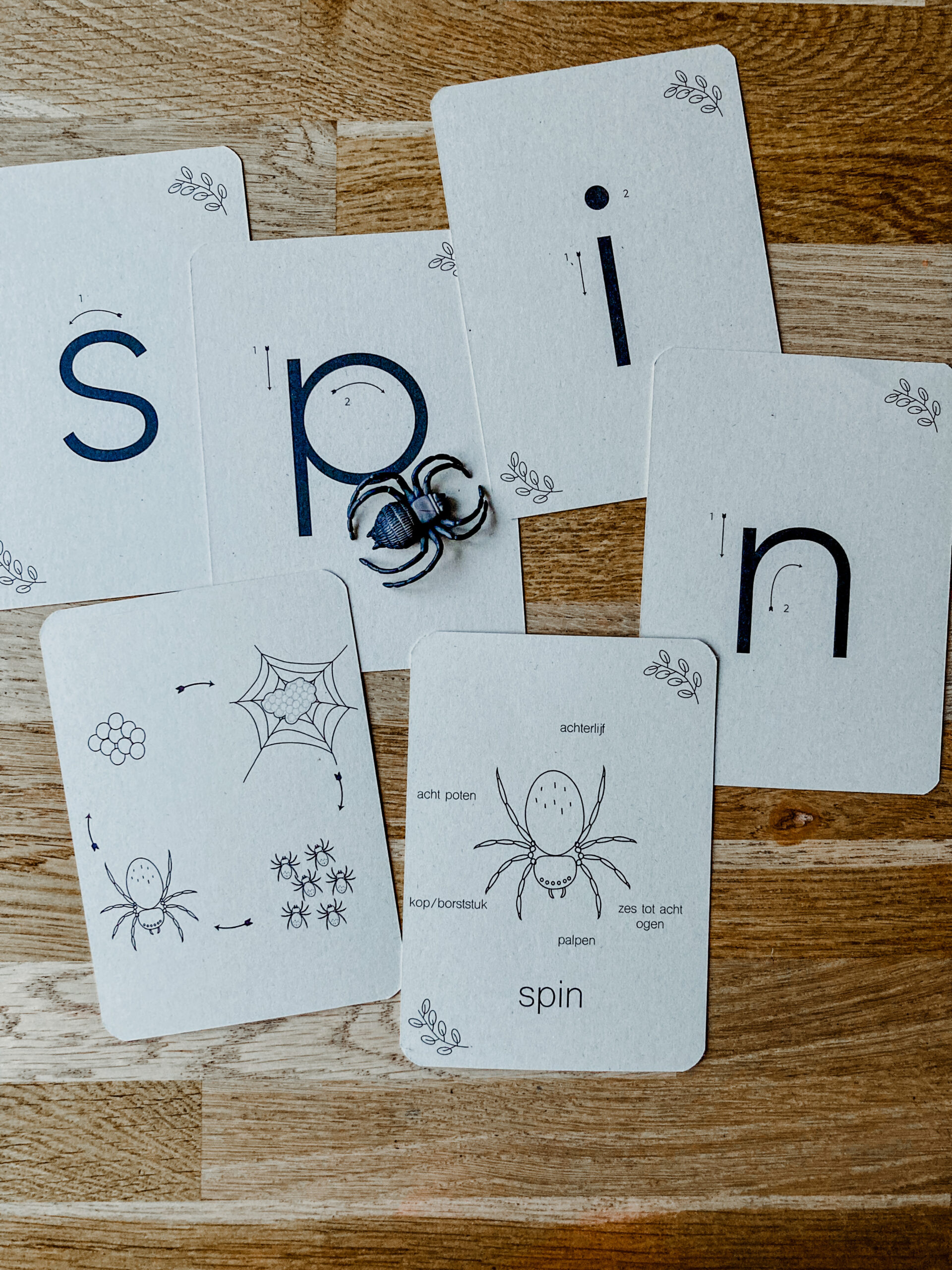 Lifecycle spin flashcards - spelend leren - Wildebras